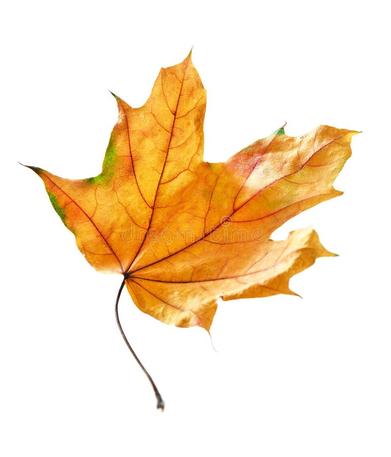 Falling Yellow Leaf on White Background Stock Photo - Image of closeup ...