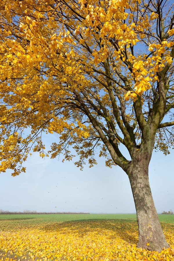 Falling yellow leaves stock image. Image of falling, maple - 46601231