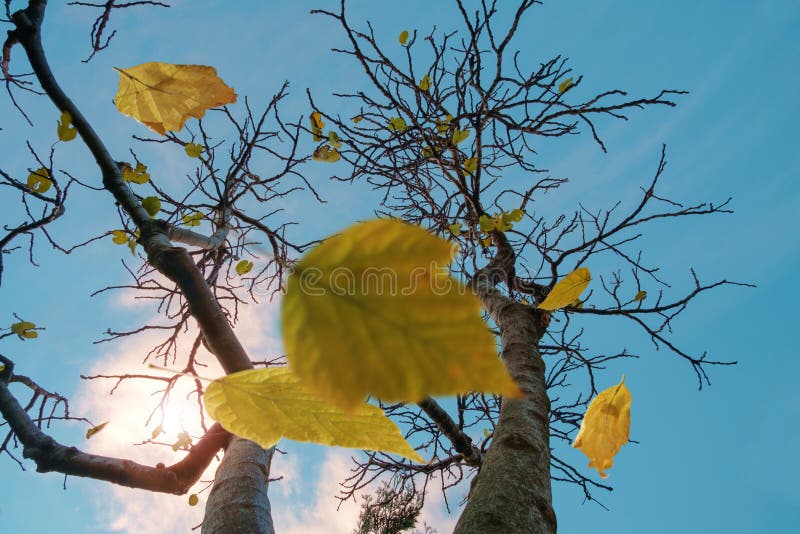 The Falling Yellow Leaves of a Tree Stock Photo - Image of fall, plant ...