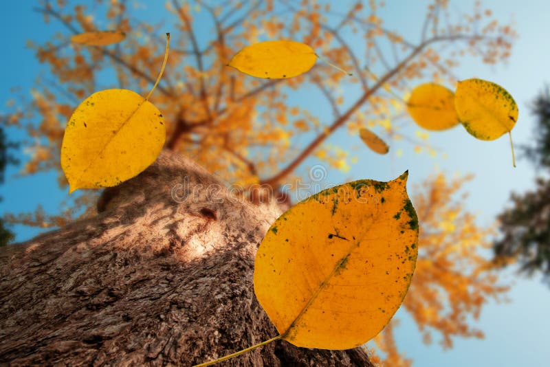 The Falling Yellow Leaves of a Tree Stock Photo - Image of falling ...
