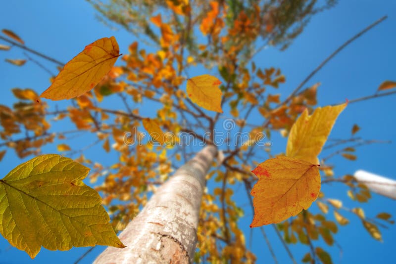The Falling Yellow Leaves of a Tree Stock Photo - Image of autumn ...