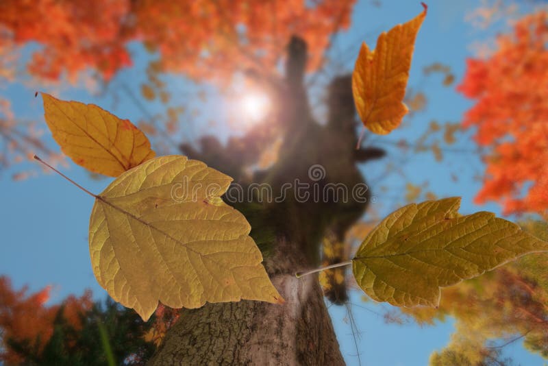 Falling Yellow Leaves and Grass Bokeh Background with Sun Beams. Stock ...