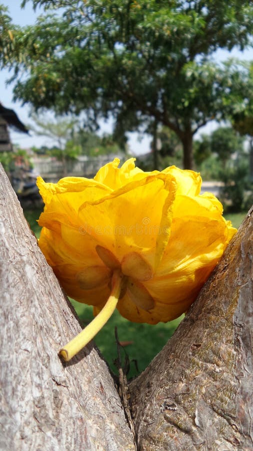 Falling Yellow Silk Cotton Flower Stock Image - Image of tree, flora ...