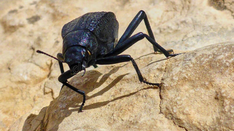 Un insecto grande negro foto de archivo. Imagen de colorido - 44738912