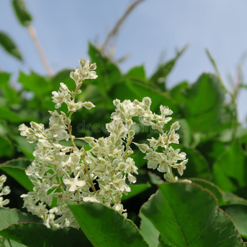 Fallopia Baldschuanica Blooms in June. Berlin, Germany Stock Photo ...