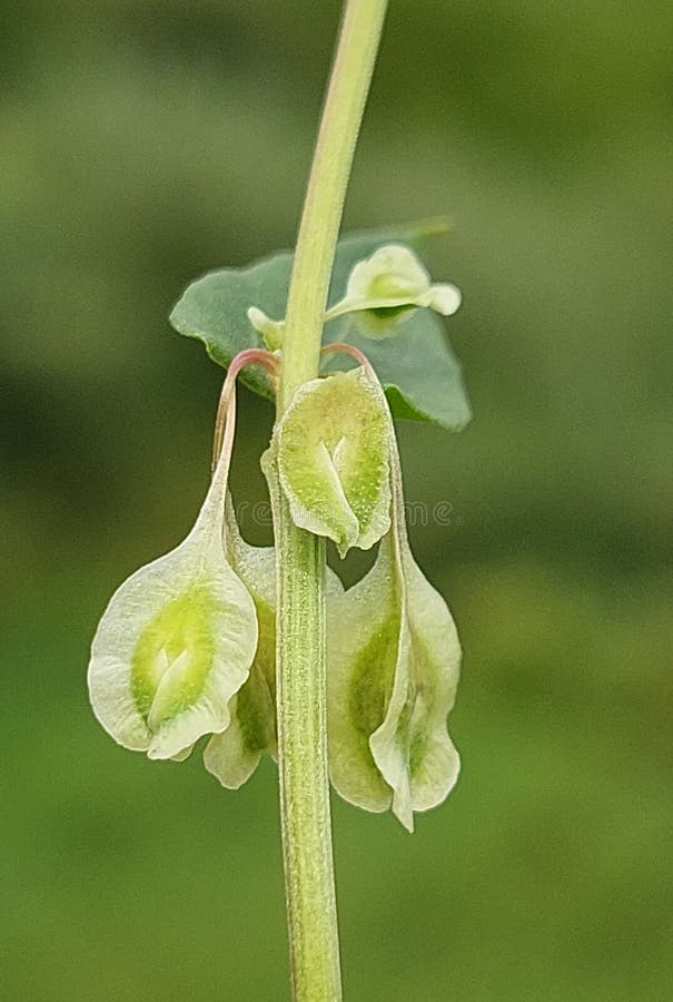 Fallopia dumetorum photo stock. Image du liseron, taillis - 270343206