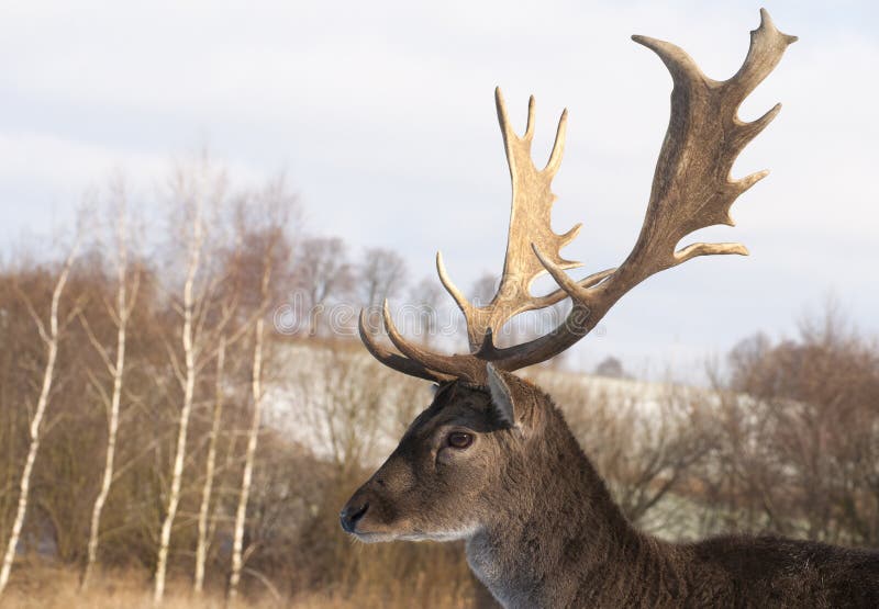 Fallow stock photo. Image of clover, cold, female, tree - 29256042