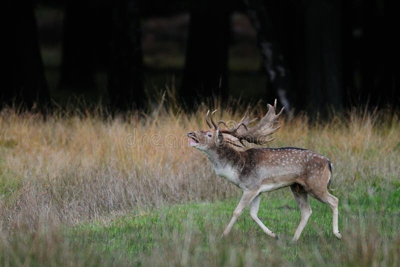 Fallow buck is calling stock image. Image of imposing - 95520185