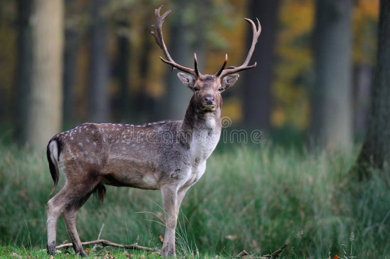 Fallow buck is looking stock photo. Image of deer, grass - 95569224