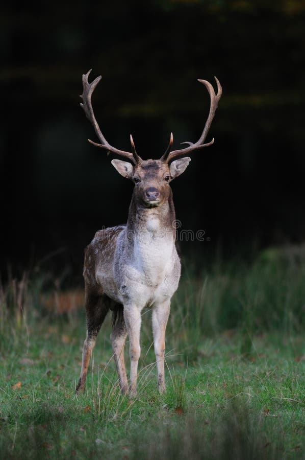 Fallow buck is looking stock photo. Image of forest, wild - 95569782