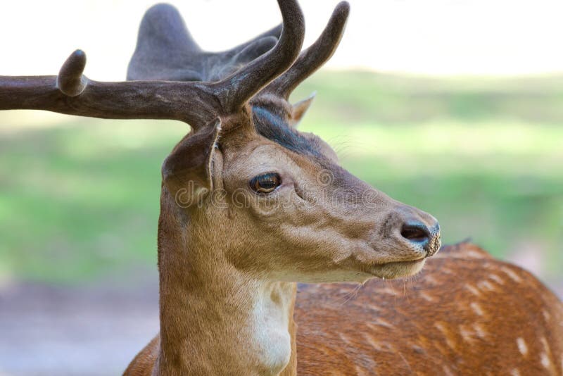 Fallow buck on a meadow stock photo. Image of dama, stag - 115220730