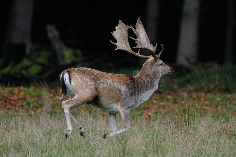 Fallow buck are run stock photo. Image of stag, country - 106489296