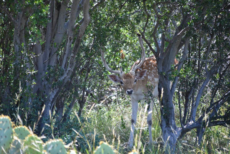 Fallow Buck stock photo. Image of rock, brown, common - 100151676