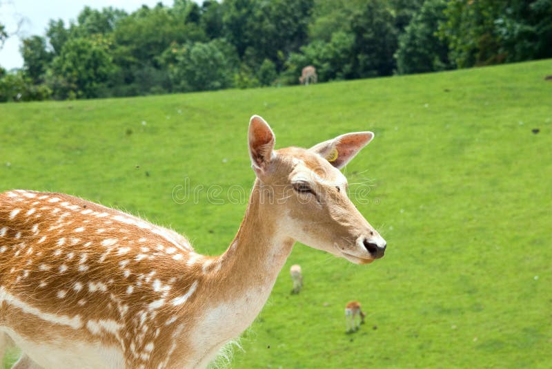 Fallow Deer stock photo. Image of outdoor, petting, cute - 13060020