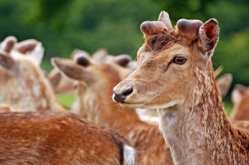 Fallow Deer stock photo. Image of outdoors, herd, velvet - 15230064