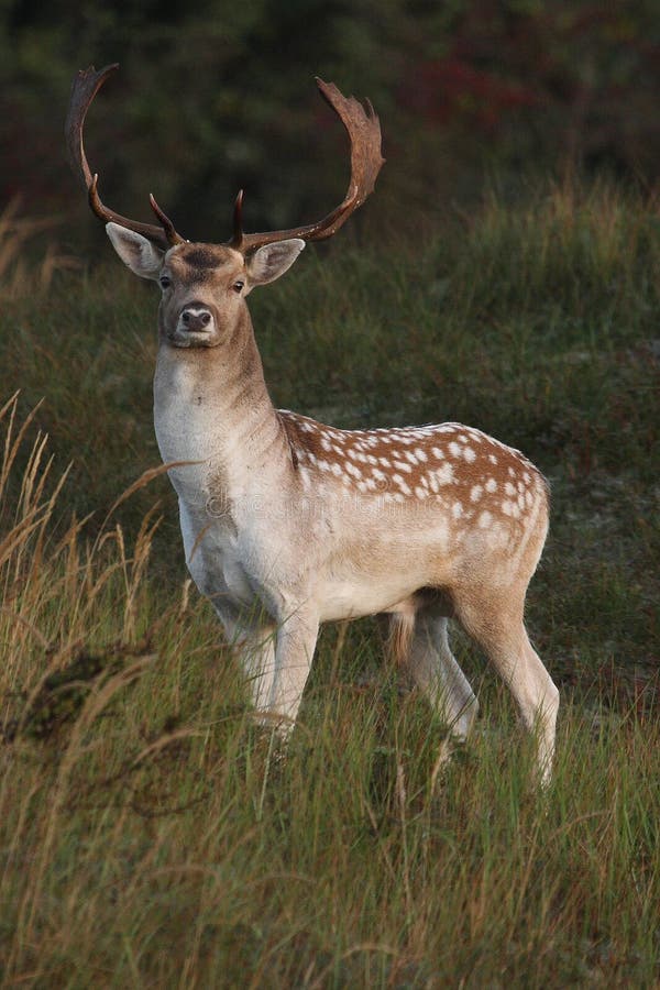 Female Fallow Deer stock photo. Image of female, wild - 19938276
