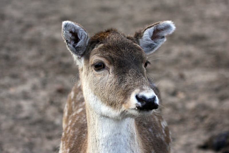 Fallow deer stock photo. Image of wildlife, wild, portrait - 19283816
