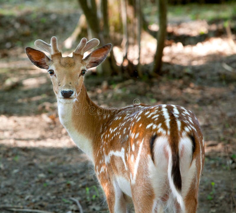 Fallow deer stock image. Image of natural, feeding, ears - 19862527