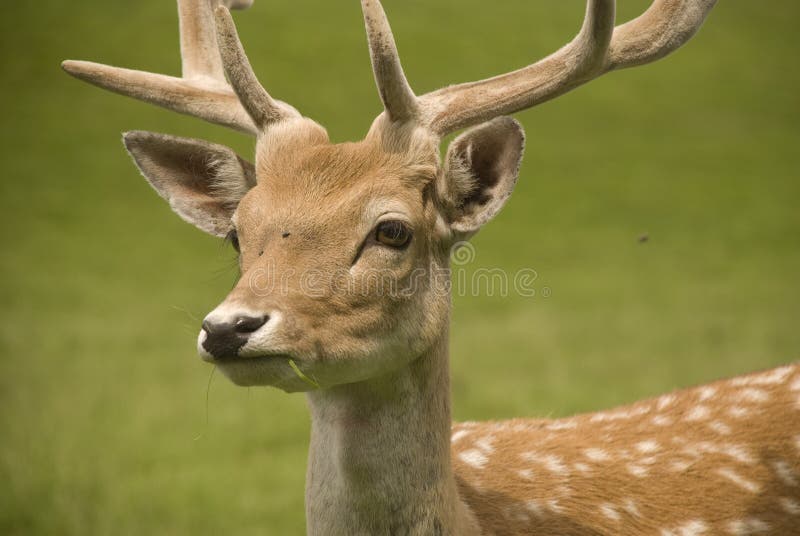 Fallow deer stock photo. Image of deer, fallow, head - 20854868