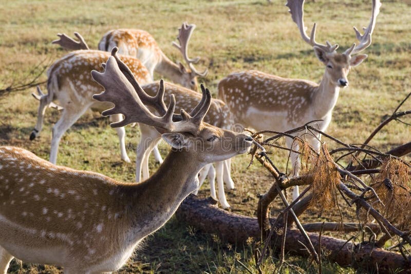 Fallow deer stock photo. Image of wild, fallow, forest - 2107790
