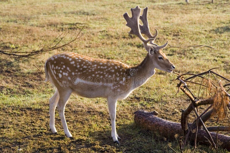 Brown Fallow Deer in Movement Stock Image - Image of europe, spots: 1713161