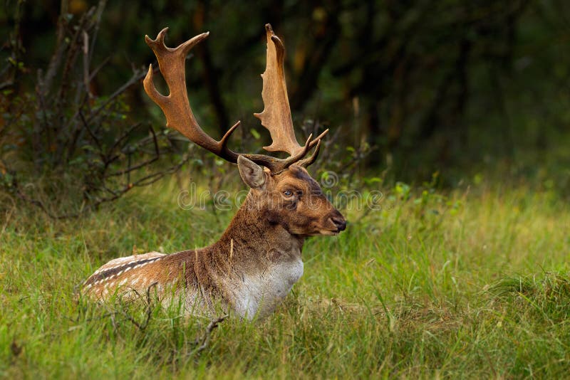 A Big and Beautiful 5 Years Male Buck of Fallow Deer in Wood in Sweden ...