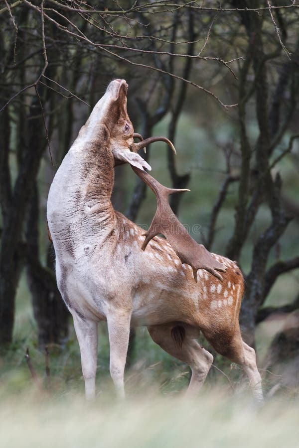 Fallow deer stock image. Image of mammal, woods, antlers - 21482601