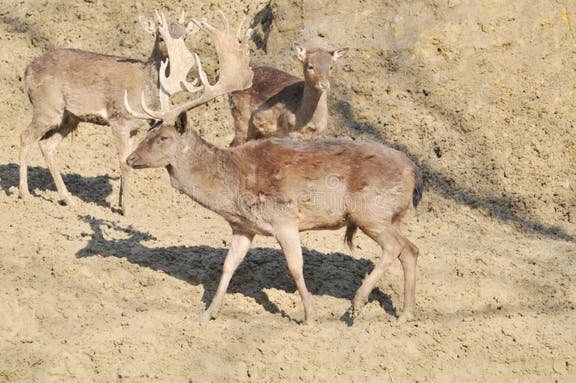 Fallow deer stock image. Image of fighting, bambi, hunter - 22126901