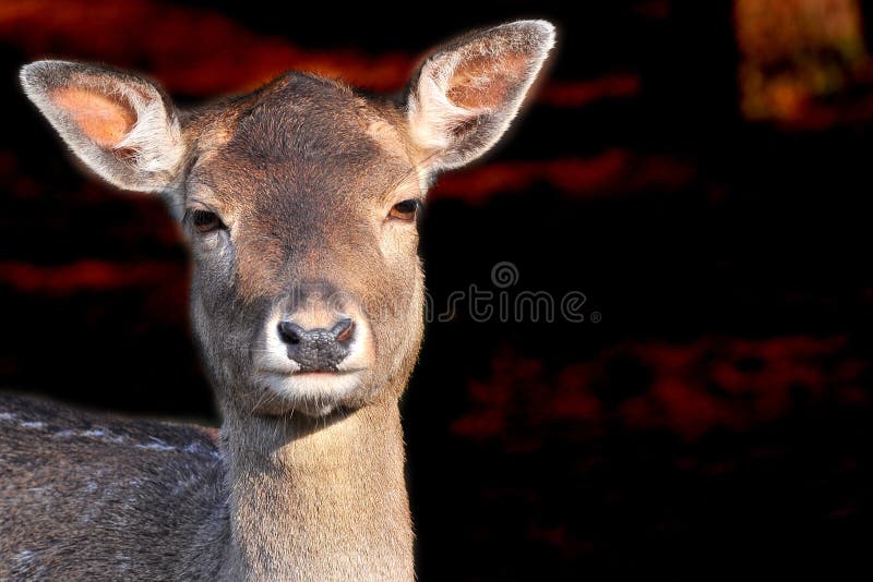 Fallow deer stock image. Image of view, fallow, wood - 22522461