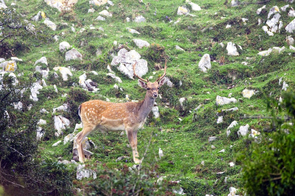 Fallow deer stock image. Image of young, faun, bambi - 22746469