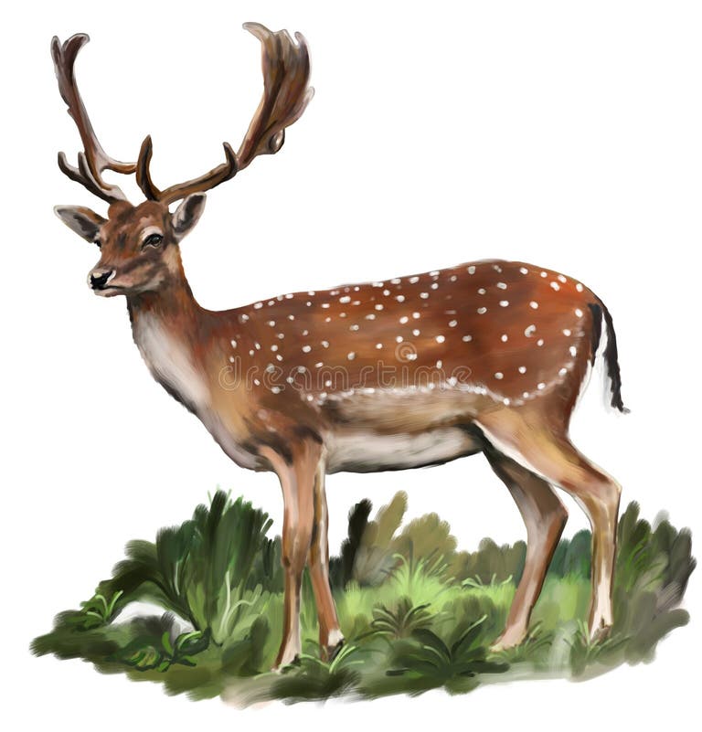 Fallow Deer Stock Illustrations – 2,303 Fallow Deer Stock Illustrations ...