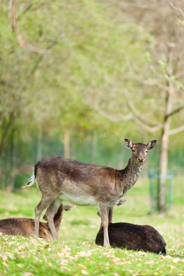 Fallow Deer stock photo. Image of livestock, green, outdoor - 24821180