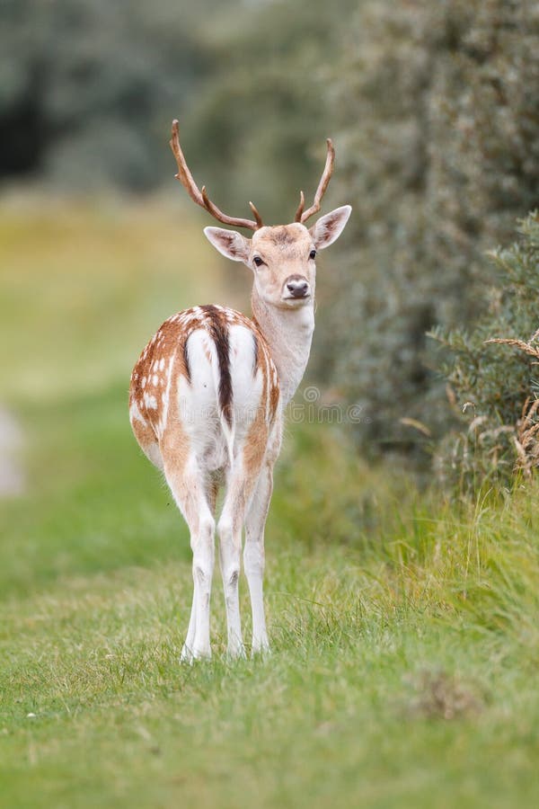 Fallow deer stock image. Image of black, forrest, dama - 26894245