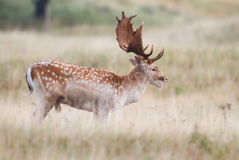 Fallow deer stock image. Image of forrest, outdoor, black - 26894367