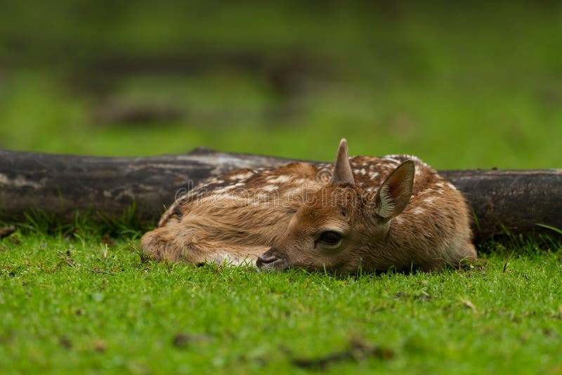 Fallow Deer stock image. Image of park, forest, autumn - 27117095