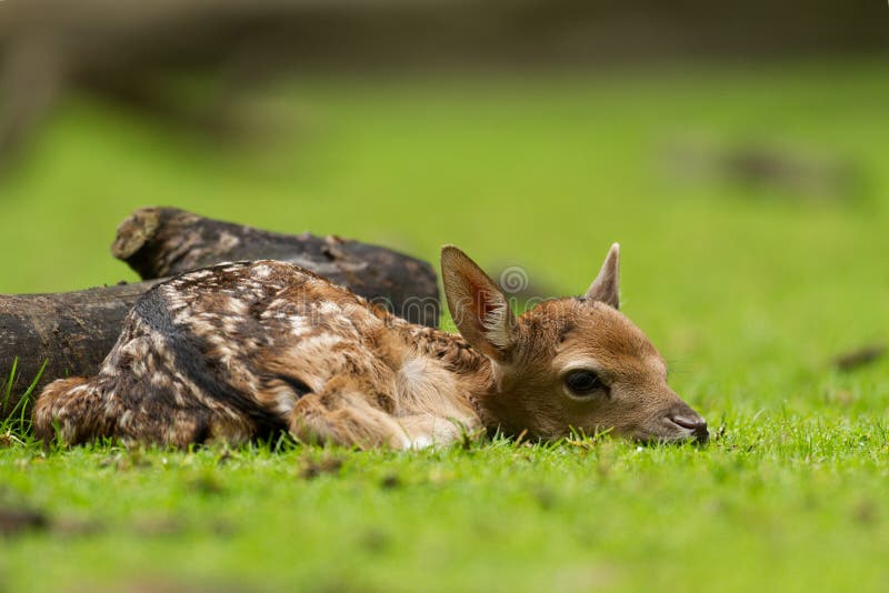 Fallow Deer stock image. Image of green, outdoor, forest - 27117313