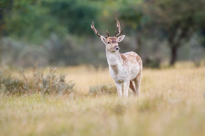 Fallow deer stock photo. Image of hunting, fallow, pasture - 27775706