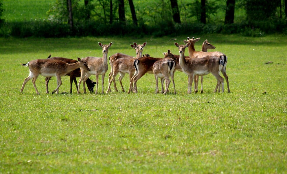 Fallow deer stock photo. Image of deer, animal, feeding - 3682066