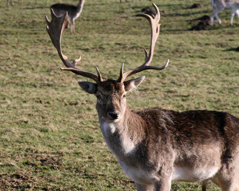 Fallow Deer stock image. Image of brown, horned, fallow - 4736695
