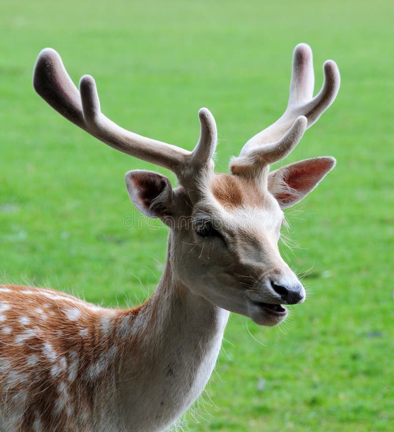 Fallow deer stock image. Image of field, forest, deer - 5876407