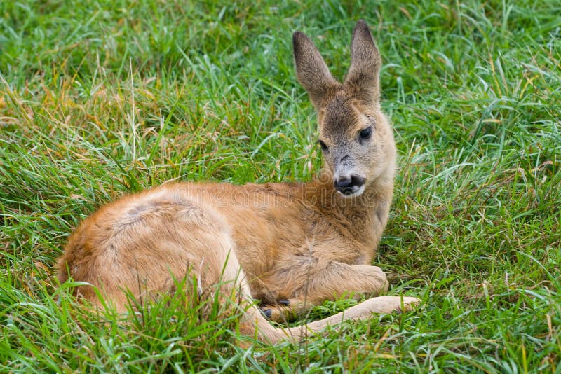 Fallow deer stock image. Image of feeding, grass, hunting - 32385113