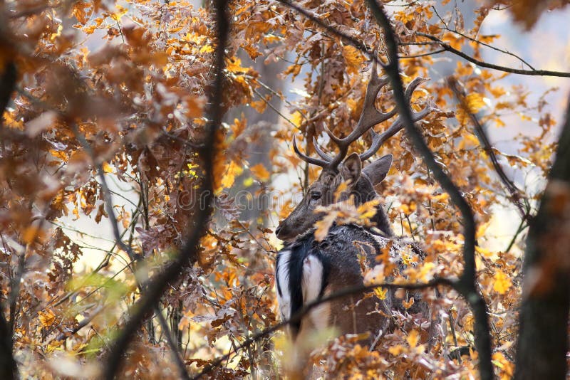 Fallow Deer into the Autumn Forest. Stock Photo - Image of leaf, dama ...