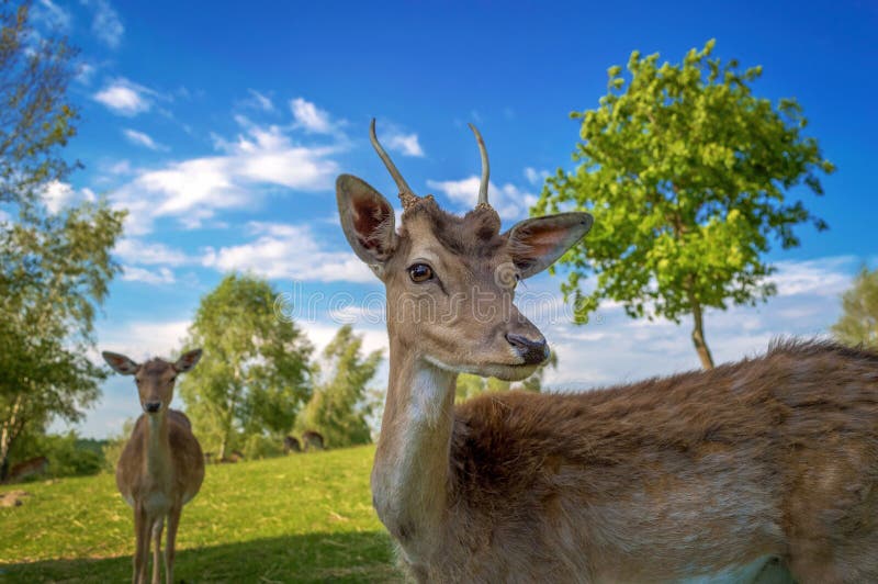Fallow deer baby stock image. Image of zoological, spring - 138432439