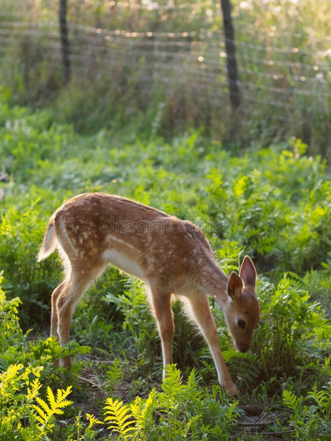 Deer with its baby stock photo. Image of mountainous, nature - 1229610