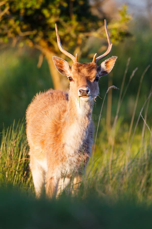 Fallow deer stock photo. Image of light, park, rutting - 49776392