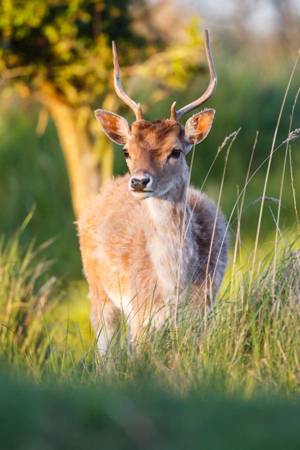 Fallow deer stock image. Image of nature, buck, animal - 49776503