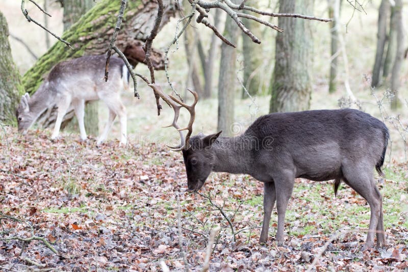 Fallow Deer. stock photo. Image of antlers, animal, mammal - 64826292