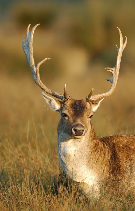 Fallow Deer Buck Strutting. Stock Photo - Image of sunny, deer: 81259982
