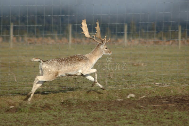 Fallow deer running stock image. Image of farming, hard - 27613953