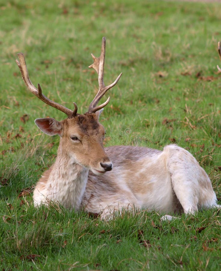 Fallow Deer Buck stock photo. Image of animal, antler - 9046892